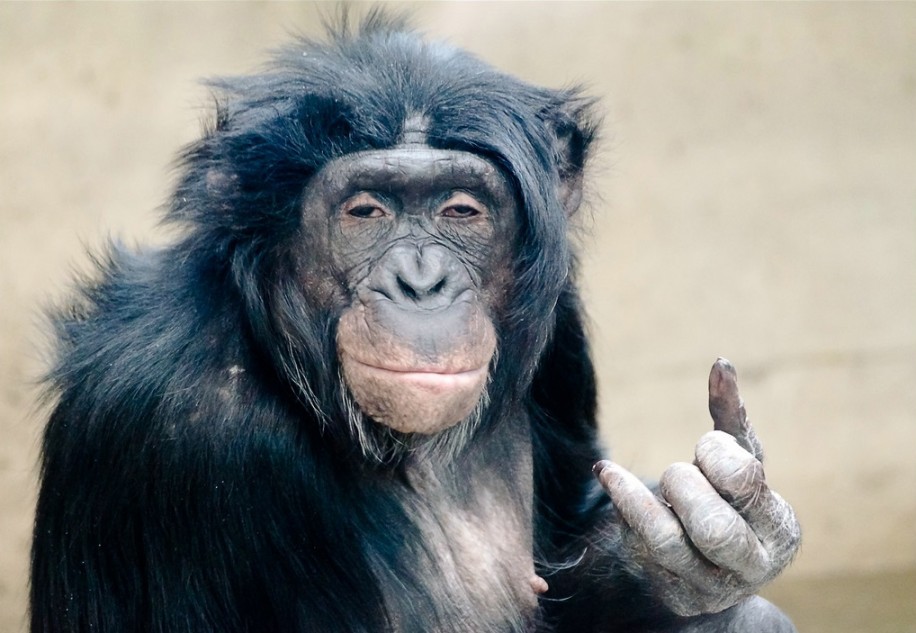 Super-advanced ape signs convincing argument against evolution | The Peak